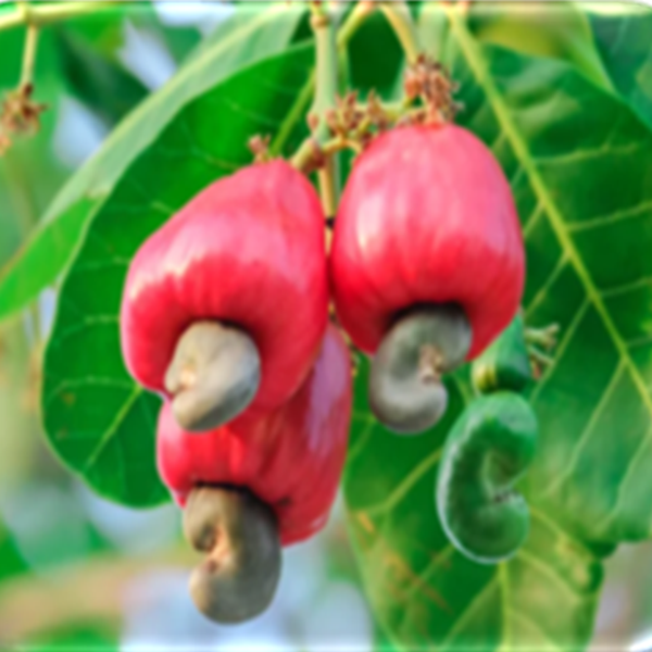Cashew apple wine, feni and vinegar: potential industrial products of ...